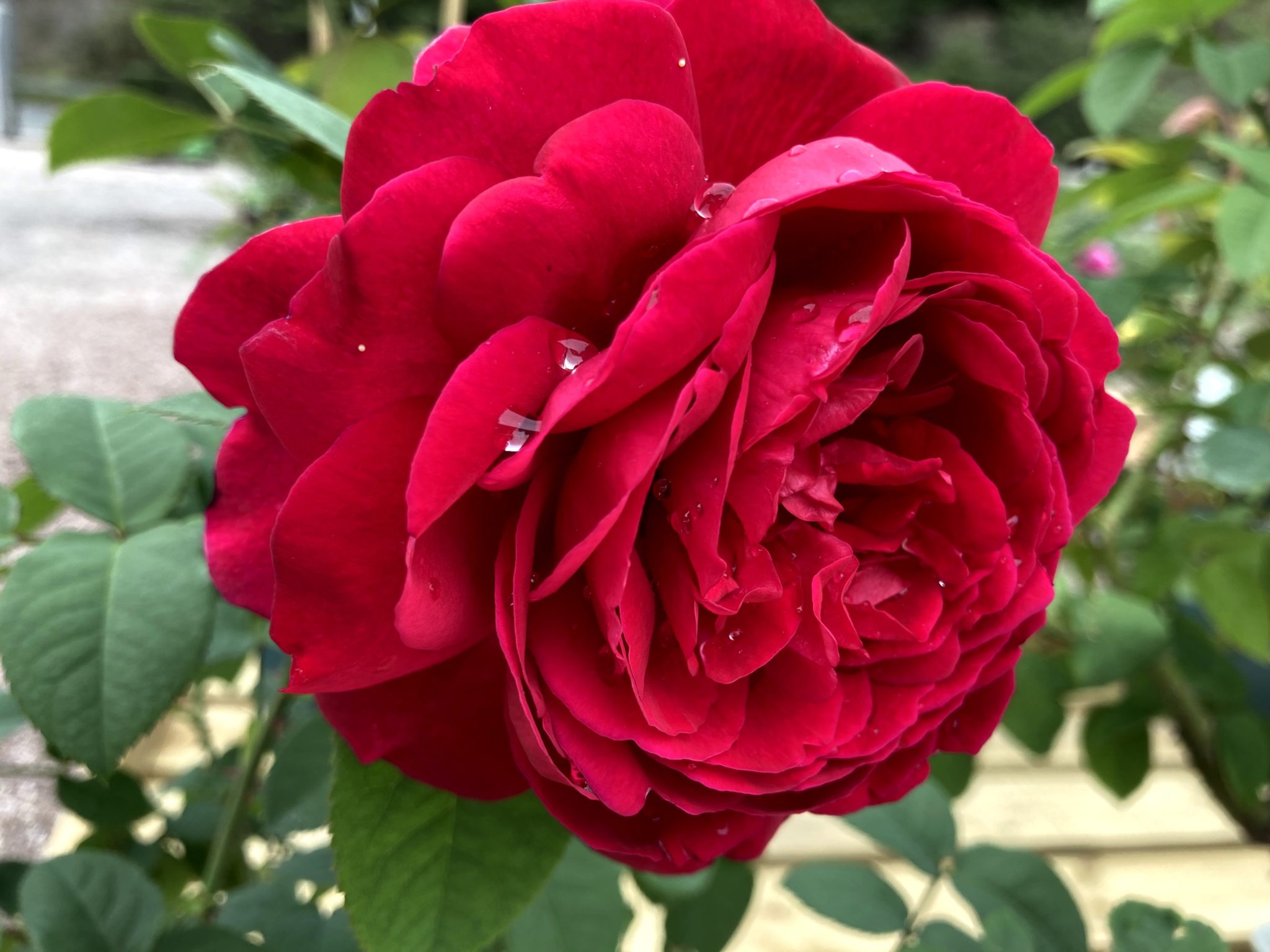 【バラ初心者向け】イングリッシュローズのおすすめ11品種と選び方！ | こつこつ こあら